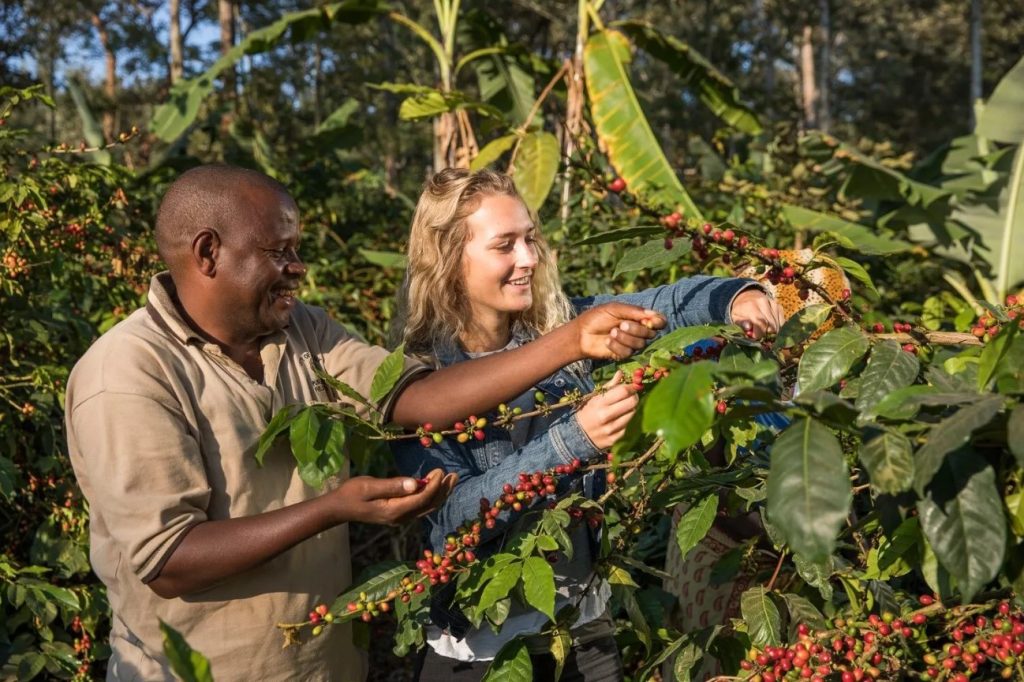 Coffee Tours in the Kilimanjaro Region