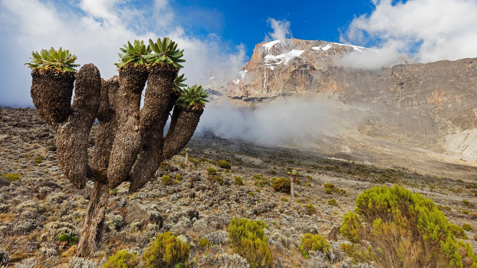 Vegetation, flora and plant life of Kilimanjaro