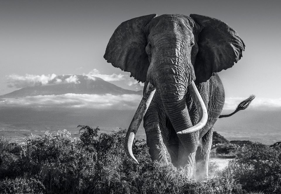 Tim the Elephant, one of Africa's last 'giant tuskers', dies at the ...