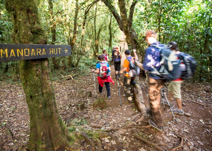 Marangu Route | Kilimanjaro Climbing Tips | Success Rate