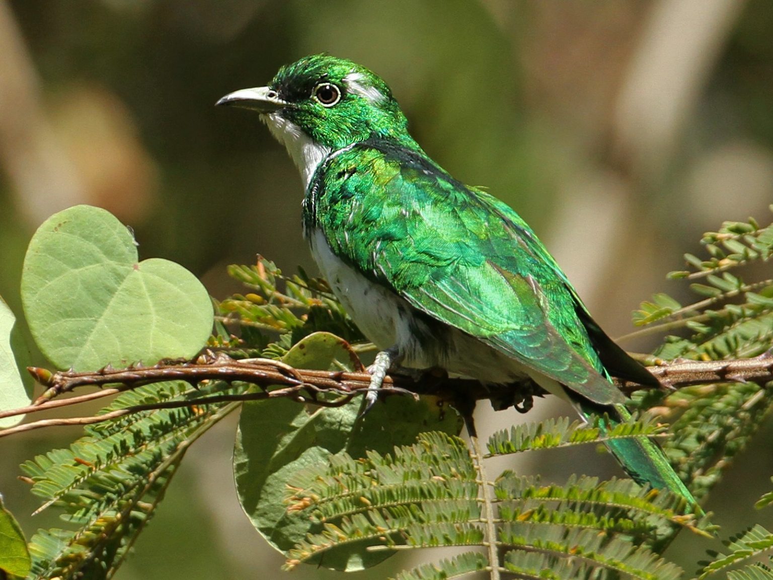 Birds of Kilimanjaro, Tanzania