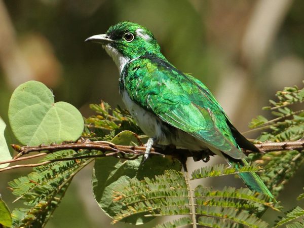 Birds of Kilimanjaro, Tanzania
