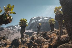 Giant Groundsels: The Prehistoric plants of Mount Kilimanjaro