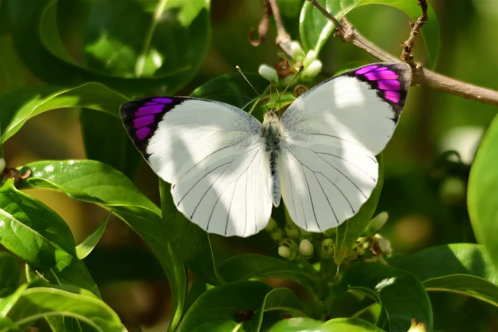 20 common insects found on Kilimanjaro