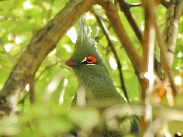 Birds of Kilimanjaro, Tanzania